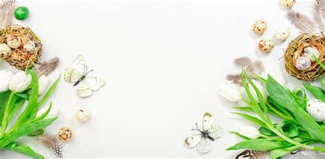 둥지에 튤립 메추라기 계란 나비와 깃털 봄 부활절 휴일 흰색 배경 복사 공간이 있는 배너입니다 위쪽 보기 4월에 대한 스톡 사진