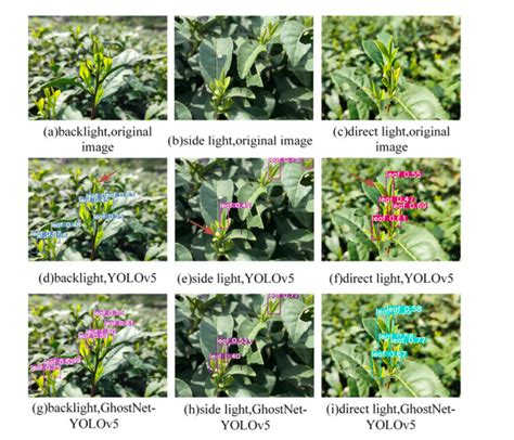 Lightweight Tea Bud Recognition Network Integrating Ghostnet And Yolov5