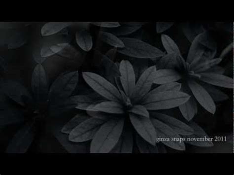 Robert Adachi Ginza Snaps