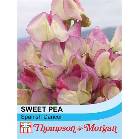 Sweet Pea Spanish Dancer Seeds Thompson And Morgan