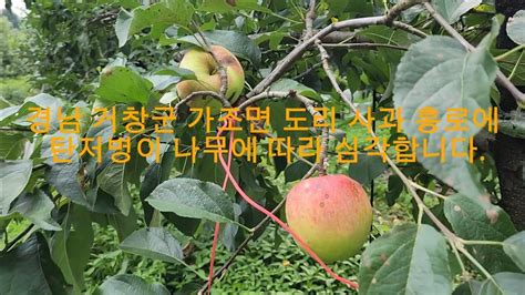 230727목 경남거창가조도리 사과탄저병발생 홍로탄저병발생 탄저병방제시작 오늘탄저병방제1회차살포 어디에나미생단특별농자재 가조농약종묘사 상담