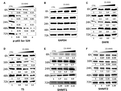 Figure 2 From Inhibition Of Protein Kinase Ck2 Affects Thymidylate
