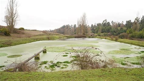 Declaran A Perquenco Como Zona De Riesgo Sanitario