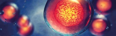 Stem Cells Overview Anova Irm Germany