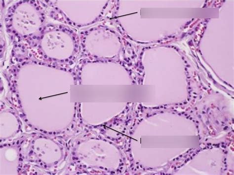 Cross Section Of Thyroid Tissue Diagram Quizlet