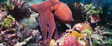 Which Octopus Can Camouflage