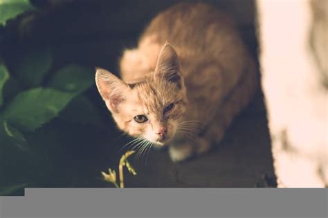 When Your Cat Gets A Bug Bite Petcarerx