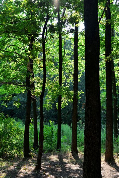 The Best Trees For Autumn Colours The Best Trees For Autumn Colours