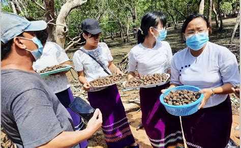 ကော့သောင်းမြို့ ဒီရေတောအတွင်းသို့ ဂျင်းခရုမျိုး စိုက်ထည့် Myanmar