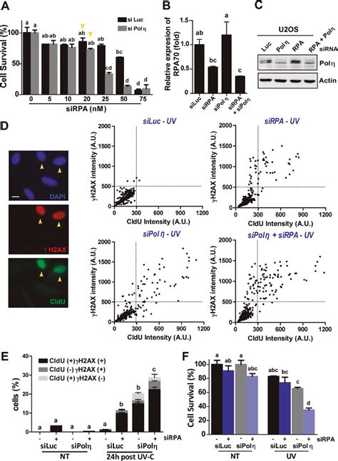 Rpa Down Modulation Augments Pan Nuclear Single Stranded Dna Ssdna
