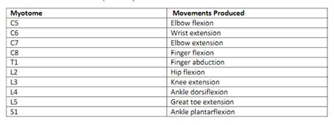 Diagram Of Movements Associated With Specific Myotomes Quizlet