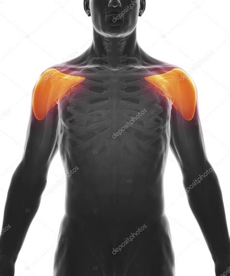 Muscles Anatomy Map Stock Photo CLIPAREA 88087500