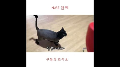 털 깎은 고양이의 빡침 Youtube