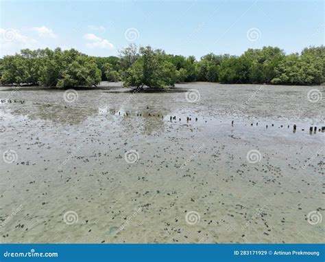 Carbon Capture Concept Natural Carbon Sinks Mangrove Trees Capture