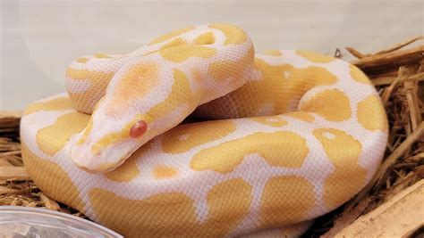 Albino Tiger Ball Python By Extraordinary Ectotherms Morphmarket