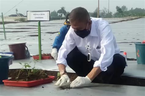 40 Hektar Lahan Di Desa Ciherang Bakal Jadi Sentra Produksi Kentang