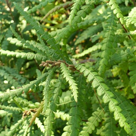 Sweet Fern Shop Ontario Native Plants