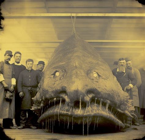 Leviathan Butchers Weird Old Photos Creepy Old Photos Weird Creatures