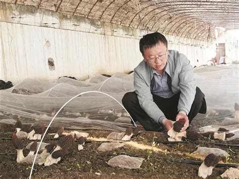 一三一团四连试种羊肚菌获得成功 民生 资讯 胡杨网2022 兵团胡杨网 新疆兵团新闻门户