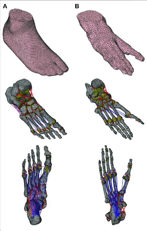 Finite Element Models Of Human A And Chimpanzee Foot B With And Download Scientific