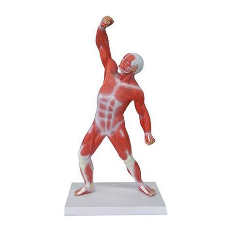 Human Muscle Anatomy 170cm Life Size Human Body Muscle Anatomical Model