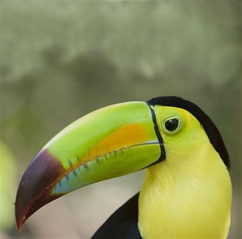 Perdido En El Amazonas Ramphastos Sulfuratus Tucan Pico Iris Curre