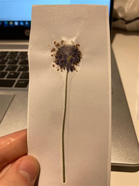 Need Help Identifying These Rplantidentification