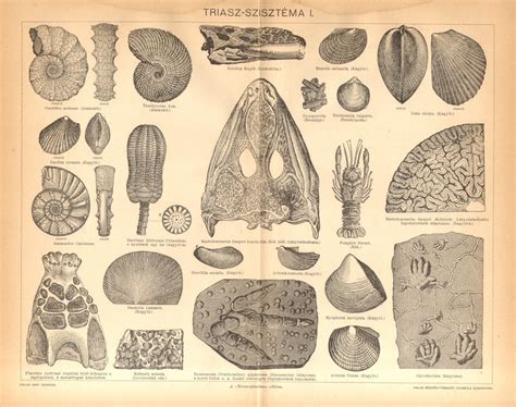 1896 Triassic Fossils Ammonites Cephalopods Bivalves