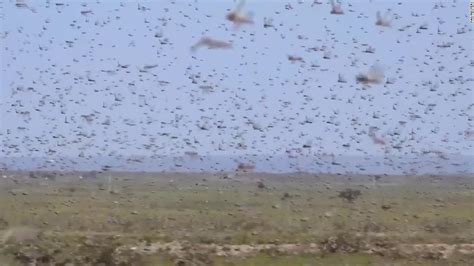 See Massive Insect Swarm That May Threaten Millions Cnn Video