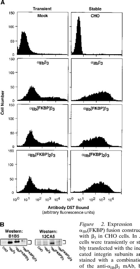 Figure 2 From Complementary Roles For Receptor Clustering And