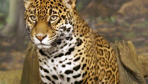 Curiosidades Animais Onça Pintada