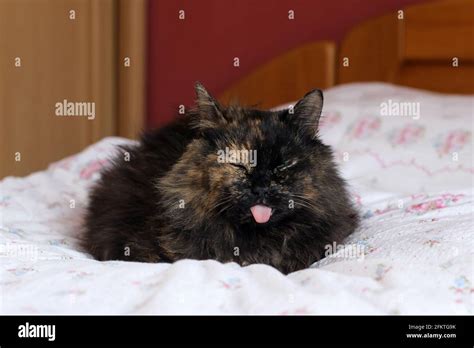 The Furry Cat Lies In The Bed With The Tongue Stuck Out Looking Quite