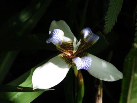 Iris Flor Caracter Sticas Significado Cultivo Y Cuidado