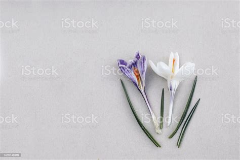봄 부활절 꽃 구성입니다 흰색과 보라색 크로커스 베이지색 판지에 사프란 꽃 테이블 배경 종이 질감 스타일이 지정된 사진 최소한의 자연 구성 웹 배너 플랫 레이 상단 3월에