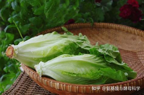 为什么你的生菜长不大？可能是这几点没做对！ 知乎