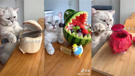 милый кот готовит еду для хозяина - YouTube