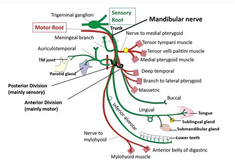 Trigeminal Nerve Block
