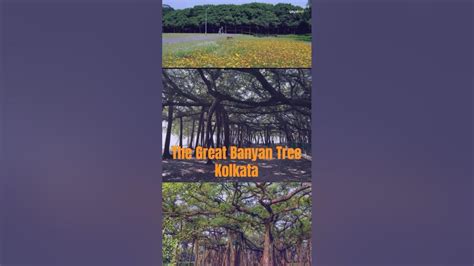 The Great Banyan Tree भारत में है विश्व का सबसे विशालकाय बरगद का पेड़
