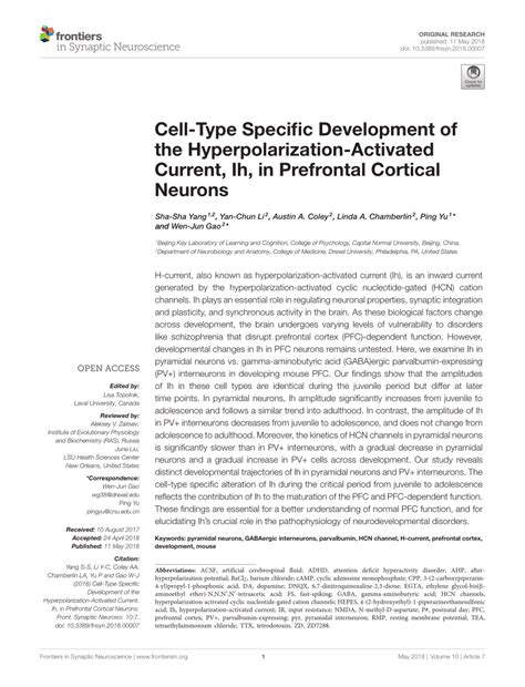 Pdf Cell Type Specific Development Of The Hyperpolarization Activated Current Ih In