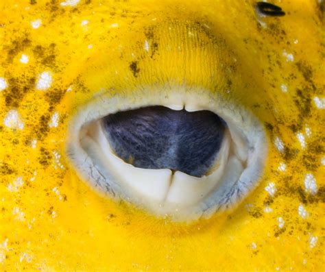 Puffer Fish With Buck Teeth At Michelle Mowery Blog