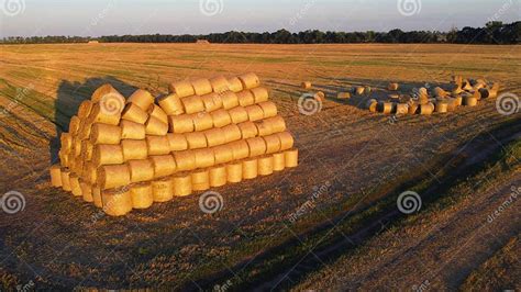Many Twisted Bales Of Pressed Wheat Straw Field After Wheat Harvest