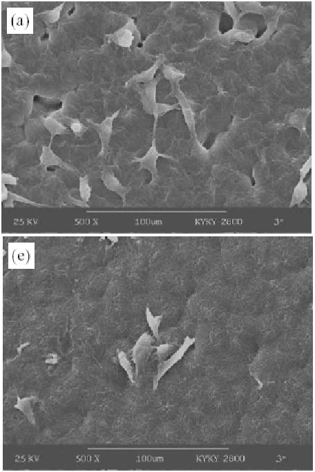 Scanning Electron Microscopy Image Of 2 Days Growth Of Fibroblast Cells