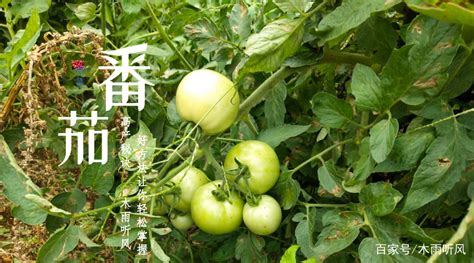 番茄结果期，植株出现了萎蔫，这是怎么了？如何防治？百科ta说
