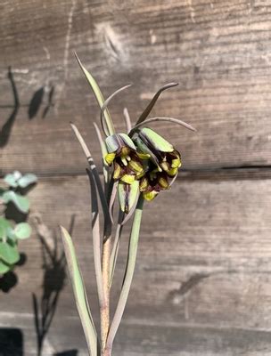 季節の草花 グリーンホビー