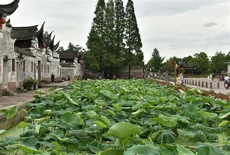 宁波看荷花的地方有哪些 赏荷花最好的地方推荐旅泊网