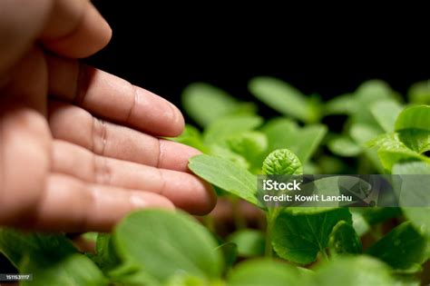 작은 나무를 만지는 손 환경 개념 또는 친환경 크리에이티브 지속 가능한 자원 성장하는 생명 식물 개념에 대한 스톡 사진 및 기타 이미지 Istock