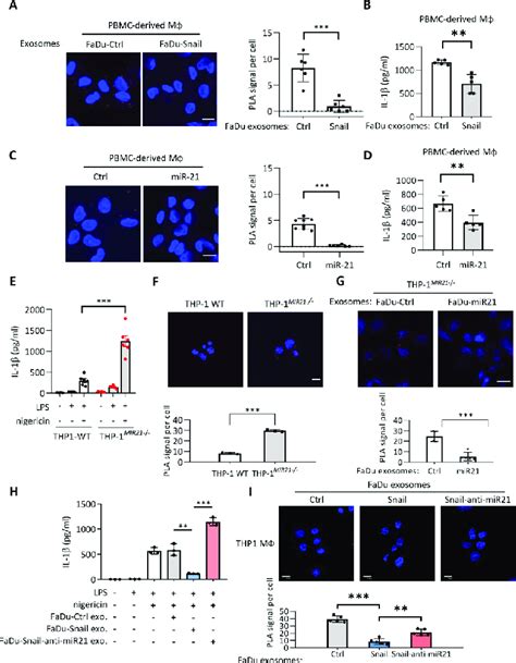 Exosomes From Snail Mir 21 Axis Activated Cancer Cells Suppress Nlrp3