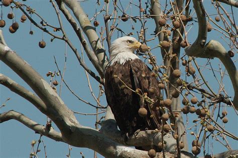 Bald Eagle Photograph By Eric Noa Fine Art America