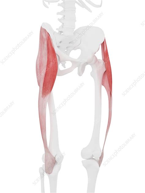 Tensor Fascia Lata Muscle Illustration Stock Image F0257307