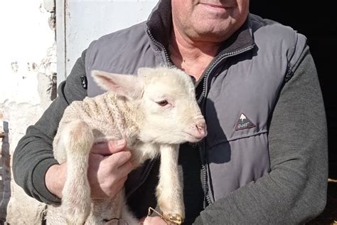 Животните в Добруджански земеделски институт се отглеждат хуманно ДОБРУДЖАНСКИ ЗЕМЕДЕЛСКИ ИНСТИТУТ